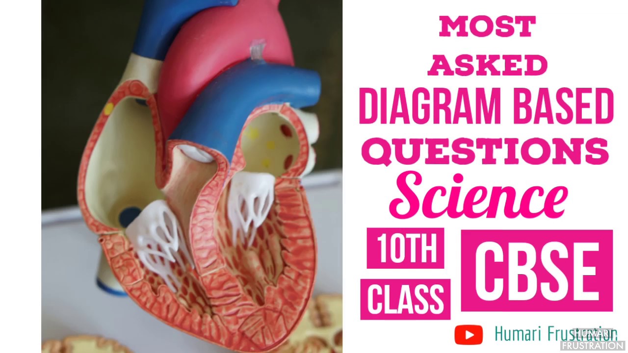 MOST ASKED/REPEATED DIAGRAM BASED QUESTIONS OF SCIENCE BY CBSE CLASS 10 ...