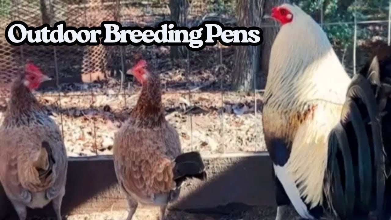 Outdoor Breeding Pens - Feeding Time Shape Chicken Coop Indoor Outdoor ...