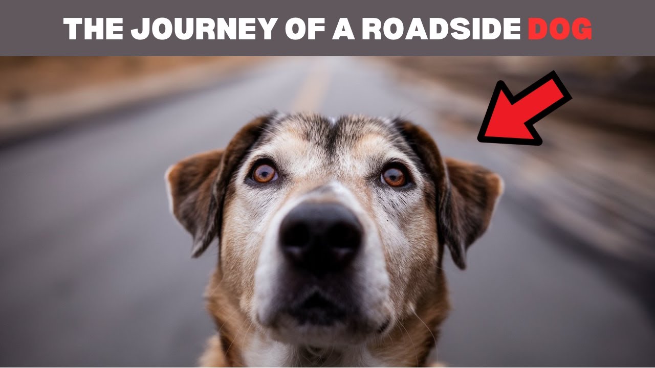 Abandoned but Resilient: The Journey of a Roadside Dog - YouTube