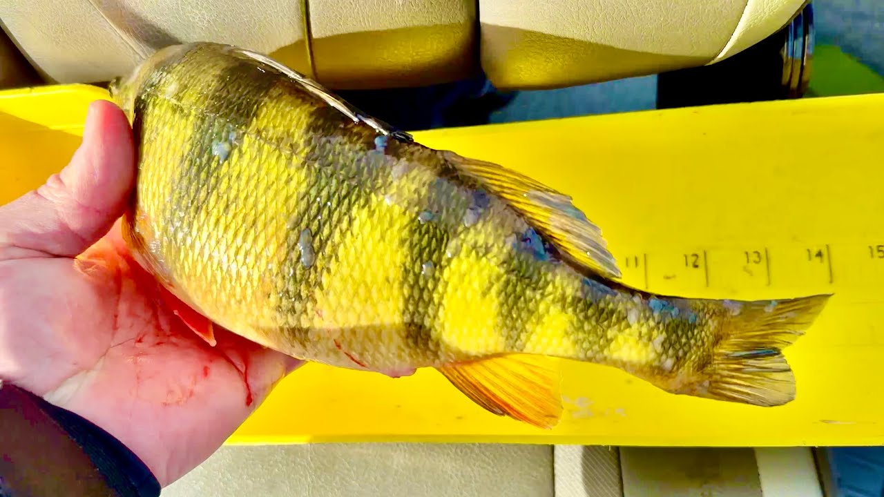 How to Catch Mississippi River Jumbo Perch in the Spring! - YouTube