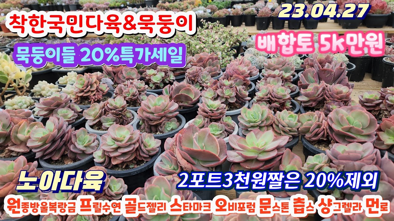 노아다육12포트3천원부터묵둥이까지20특가세일오비포럼스타마크아이시핑키팅커벨카시오적금핑크프리티골드젤리수연