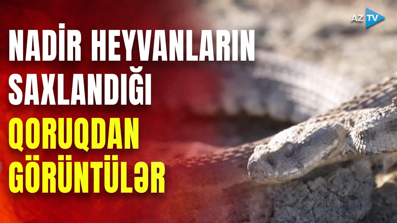 Nəsli kəsilməkdə olan bu heyvanlar mühafizə edilir: Korçaydan maraqlı ...