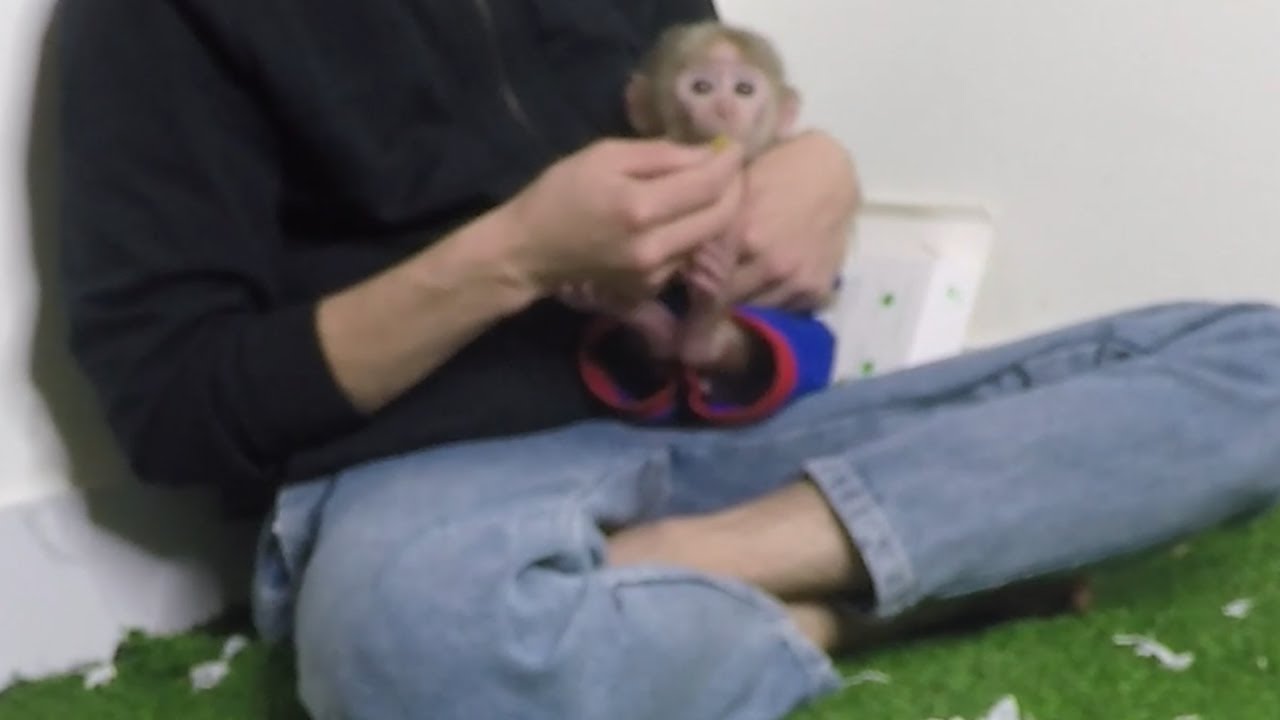 Baby monkey BiBu eats grapes and plays on the couch with dad happily ...
