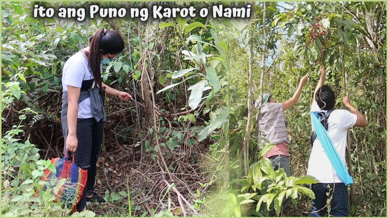 Ito ang Puno ng Karot o Nami at Puno ng Buli | Pagbabalik sa mga ...
