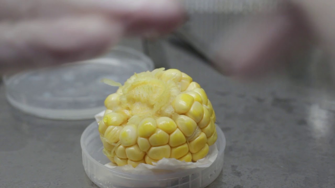 Plant Tissue Culture - Corn (Zea mays) - YouTube