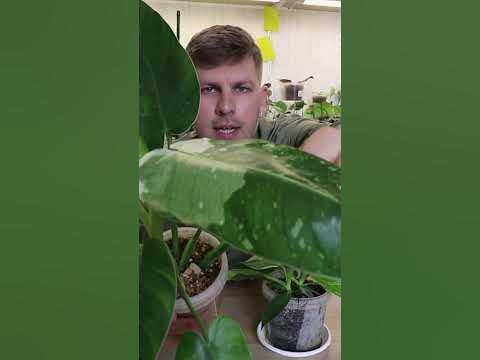 ФИЛОДЕНДРОН ХОСЕ БУЭНО ИМБИ ВАЙТ КОМНАТНОЕ РАСТЕНИЕ #plants #shorts ...