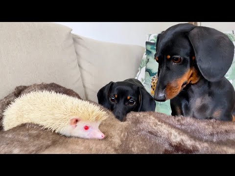 Dachshunds & Hedgehog. - YouTube