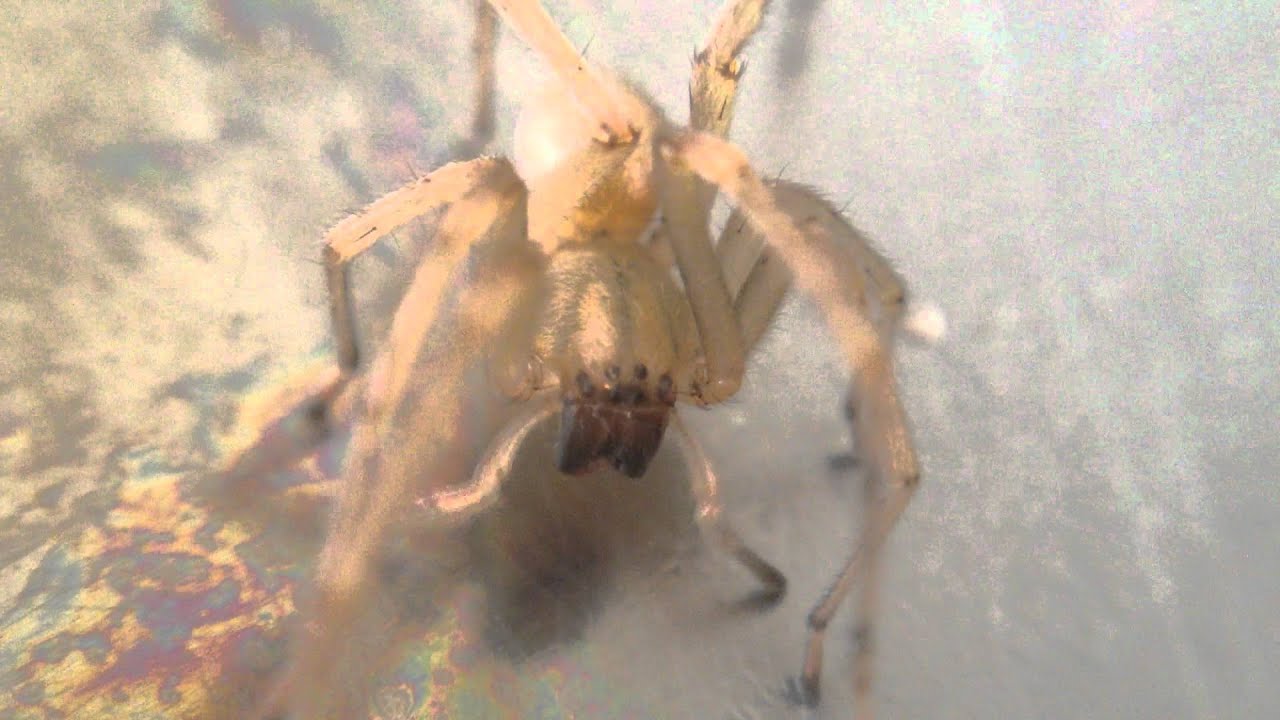 Spider drinking water from a droplet - YouTube