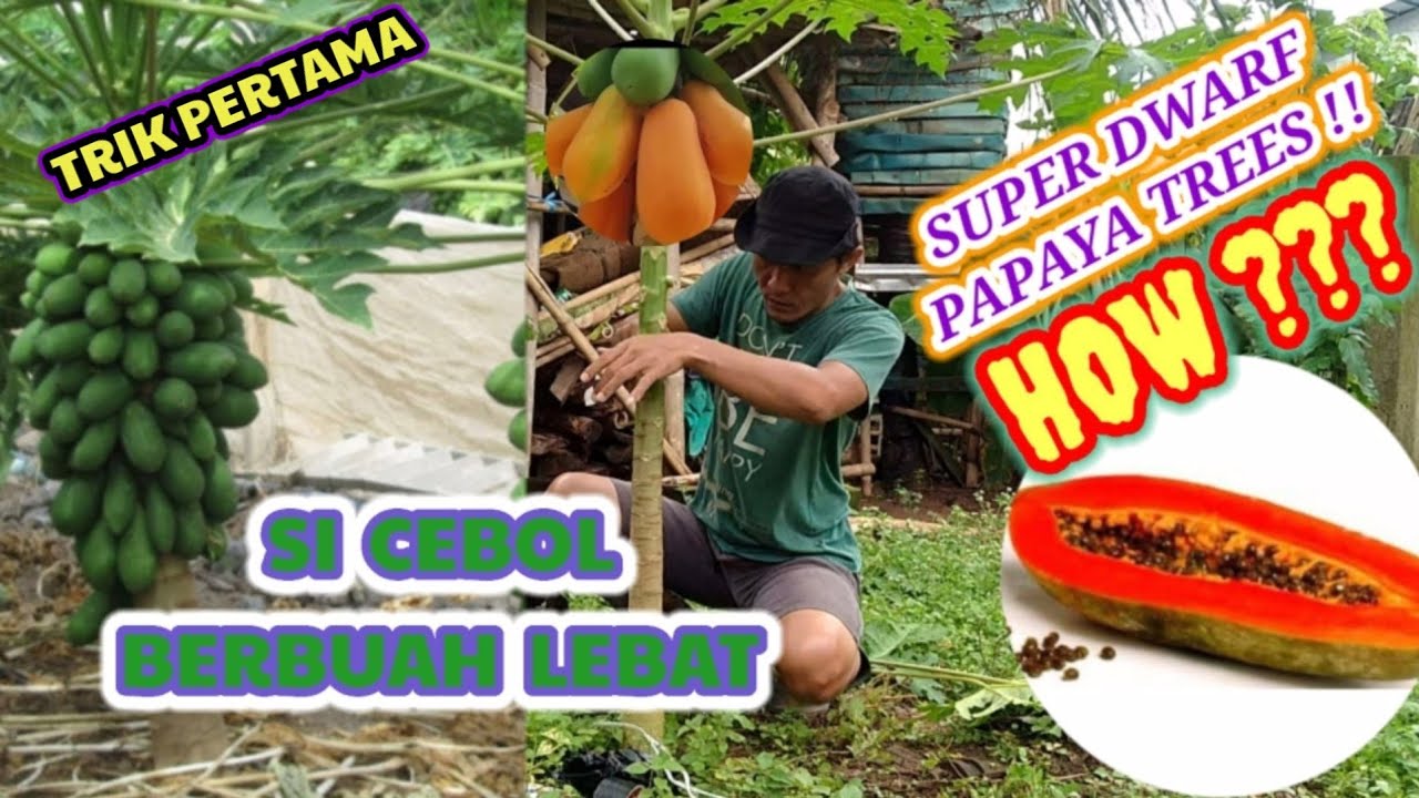 Rekayasa Pohon Pepaya Kerdil Berbuah Lebat Pepaya Pepayacalifornia Tanam Kebunpepaya Youtube