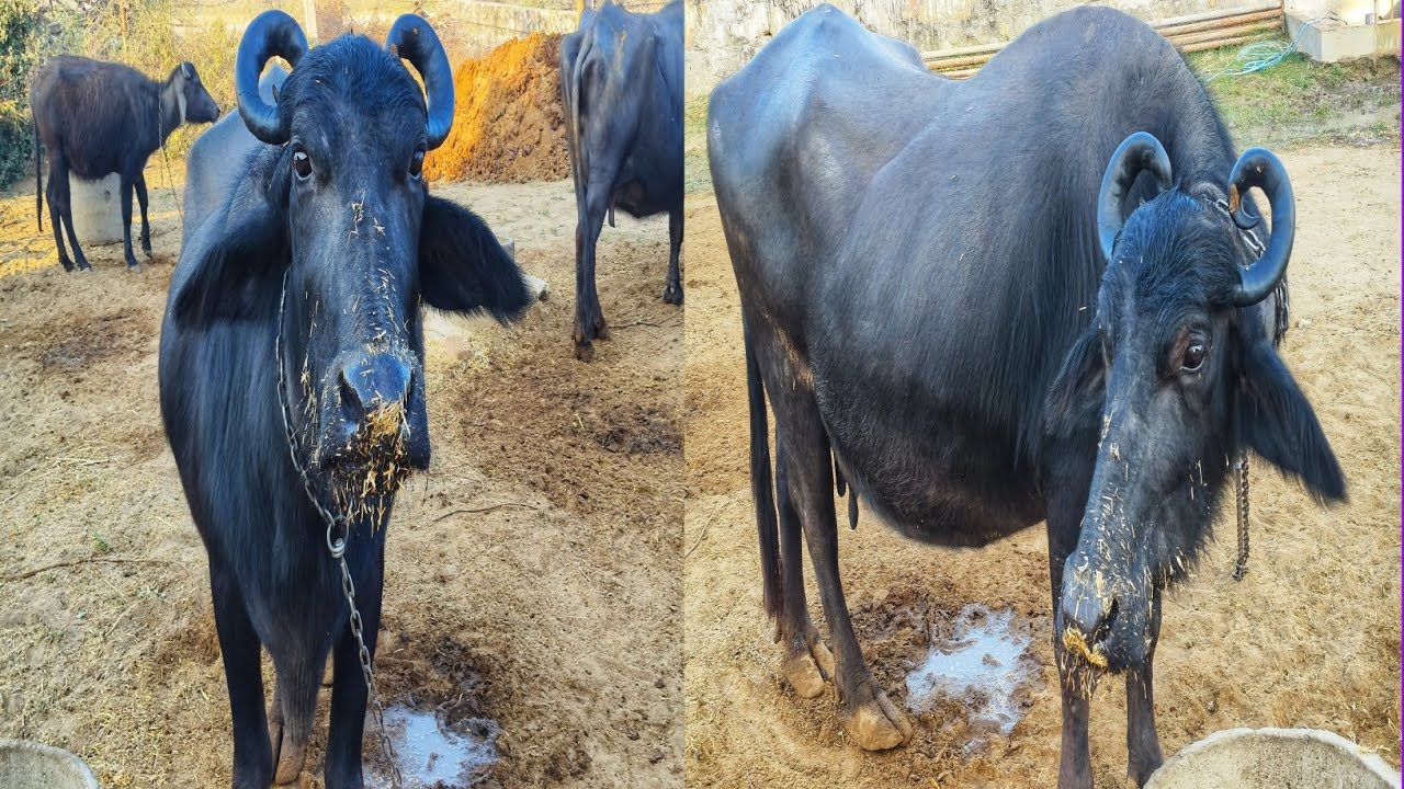 1 Lakh ki new भैंस 😃l New buffalo Video 🐃 l #bufflo #animalsvideo # ...