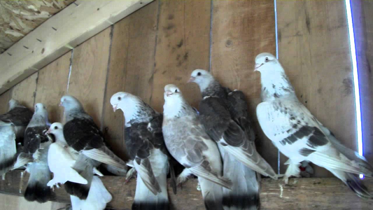 pigeons iraqi - YouTube