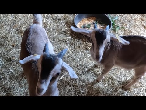 Little goats, big goats, baby goats, sick goats. - YouTube