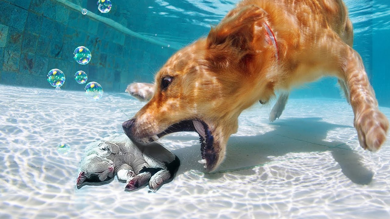 Incredible Animal Rescues That Will Melt Your Heart - YouTube