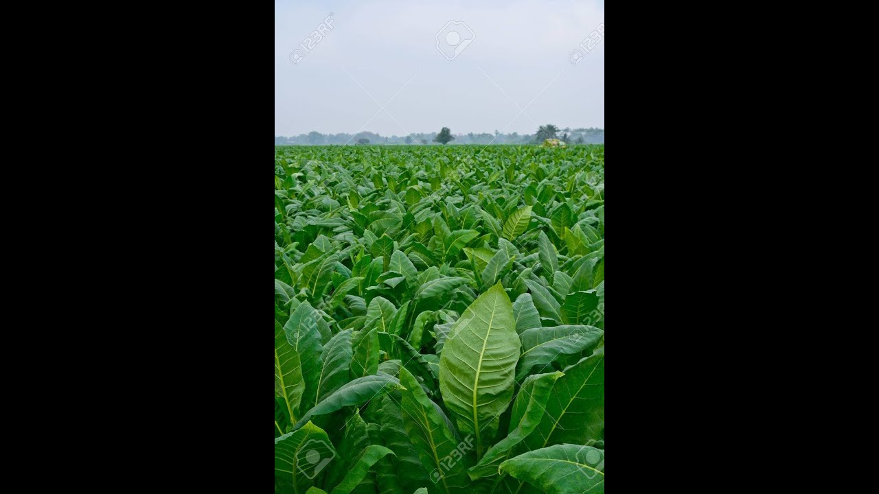 Smoking, Nature, Nicotine Truths (part 3/4) (2.1) - YouTube