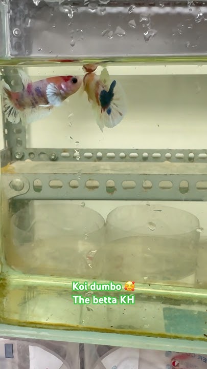 Koi dumbo(The betta KH) - YouTube