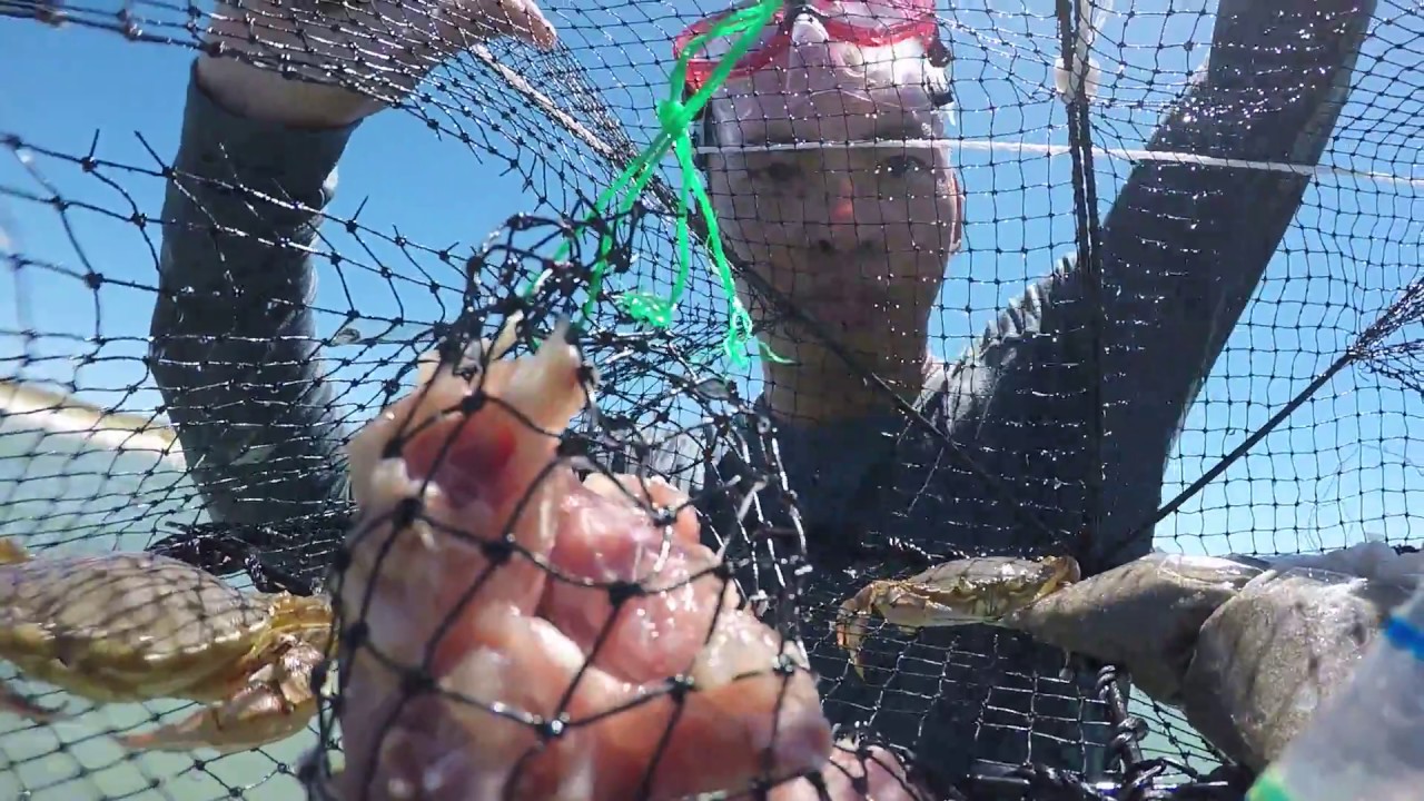Ruakaka Crab Catching - YouTube