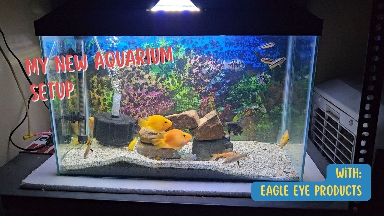 My New Aquarium Setup | Best Budget Fish Tank | Wild Fighter Fishes ...