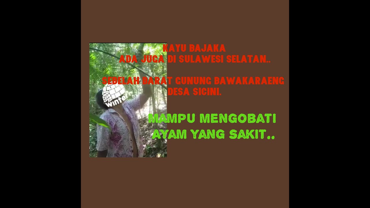 Kayu Bajaka Ada di Sulawesi selatan Di Desa Sicini. - YouTube