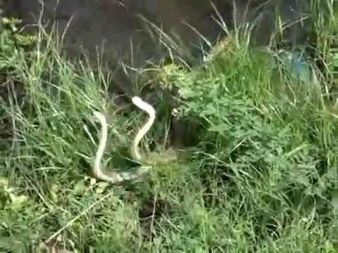 Snake Fight - king cobras fighting - YouTube