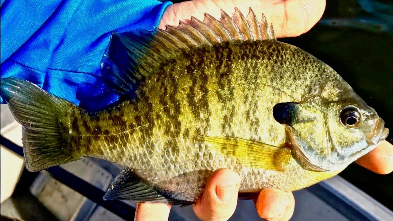 Bluegill Fishing a BIG Lake in Wisconsin! - Fall Panfishing! - YouTube