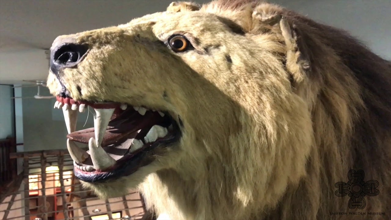 Saffron Walden Museum - YouTube