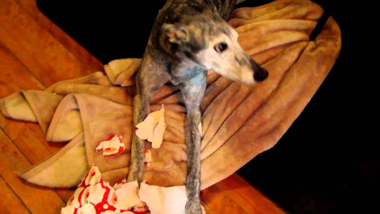 Greyhound christmas present opening - YouTube