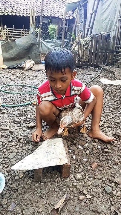 kekuatan dan bebek #bebekpeking #bebeklucu #bebek #kekuatan #karate #karatekid - YouTube