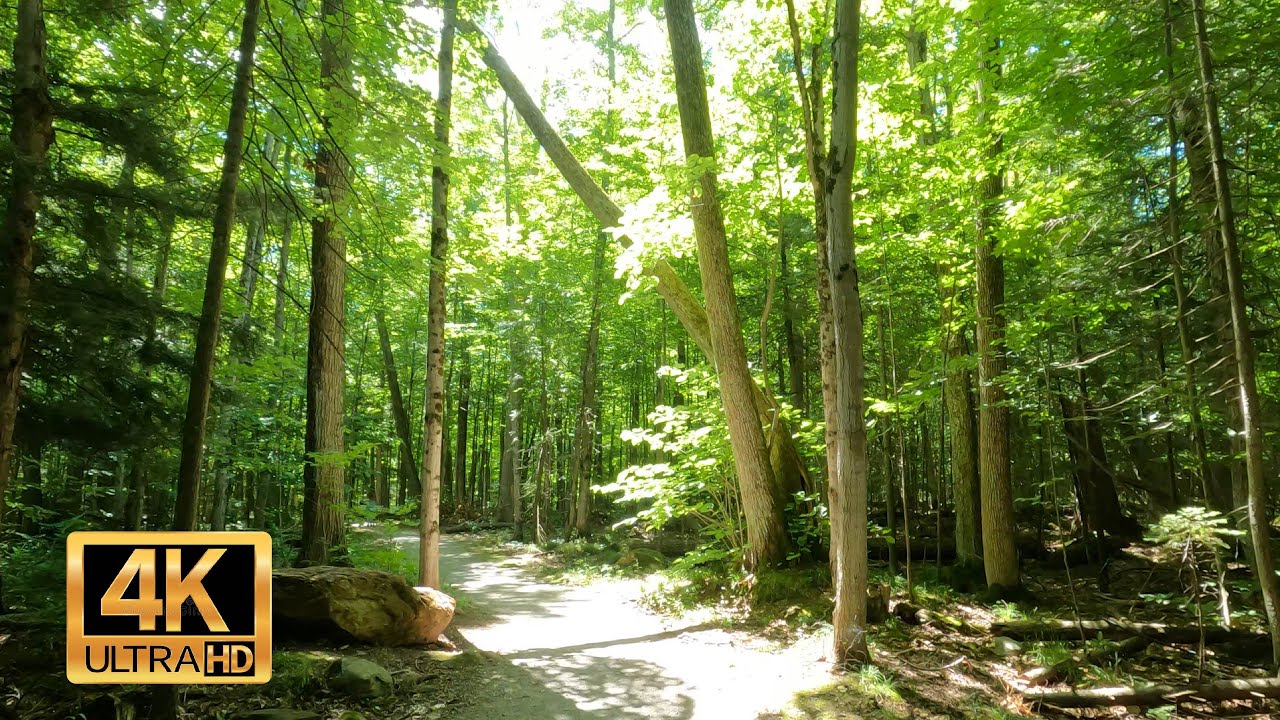 4K Virtual Forest Walk ASMR - YouTube