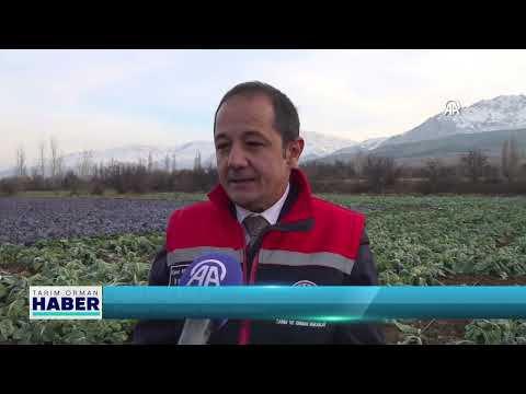 Mikroklima etkisi ile Erzincan’da üretim sürüyor