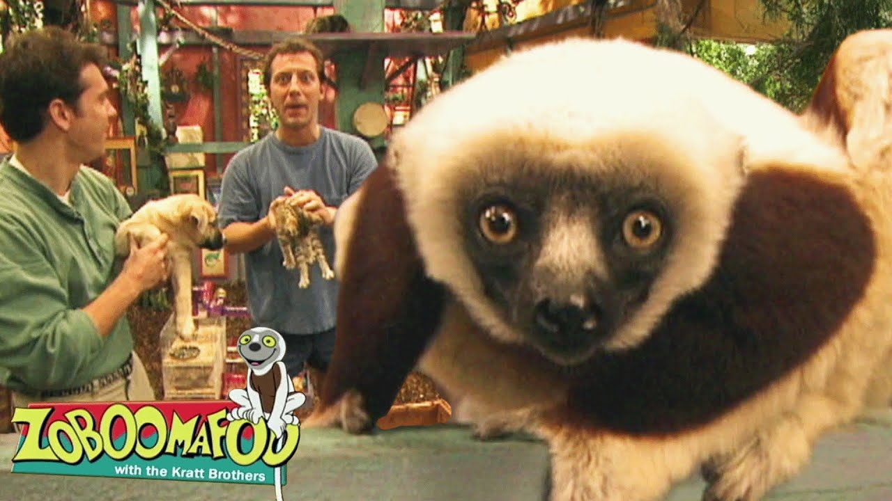 Pets | Zoboomafoo - WildBrain | Full Episodes for Kids - YouTube