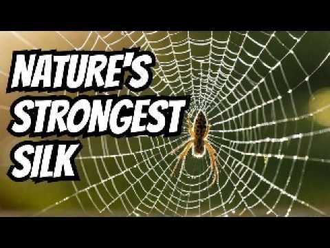 Spider Silk: Stronger Than Steel! How This Miracle Material Is Changing ...