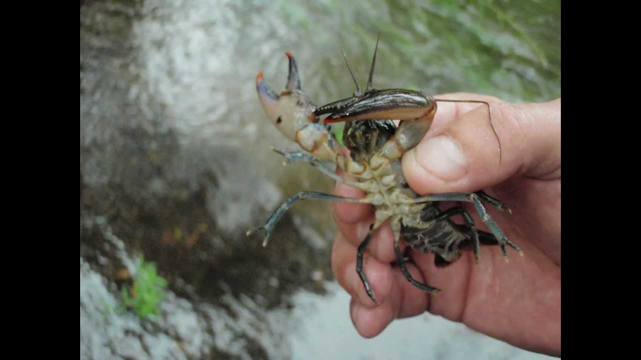 Exploring a Mountain Creek - Catch Crayfish by hand - YouTube