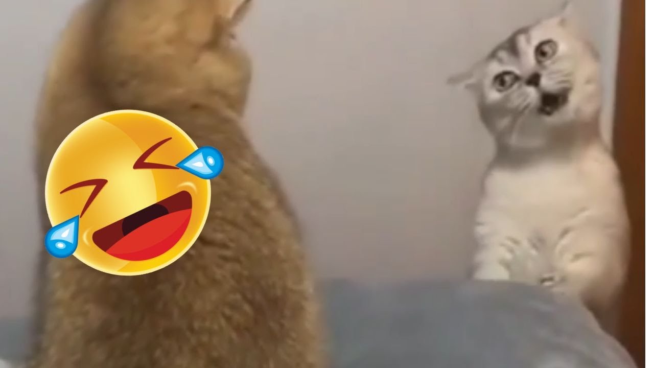 Best Funny Animals Videos 2022: Cats And Dogs Compilation🤣🤣🤣🤣 - YouTube