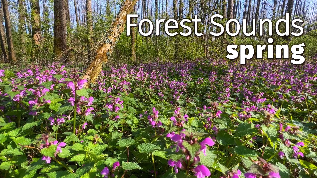 Forest Sounds, Early Spring - Sunny Day, Beautiful Birdsong, Bees ...