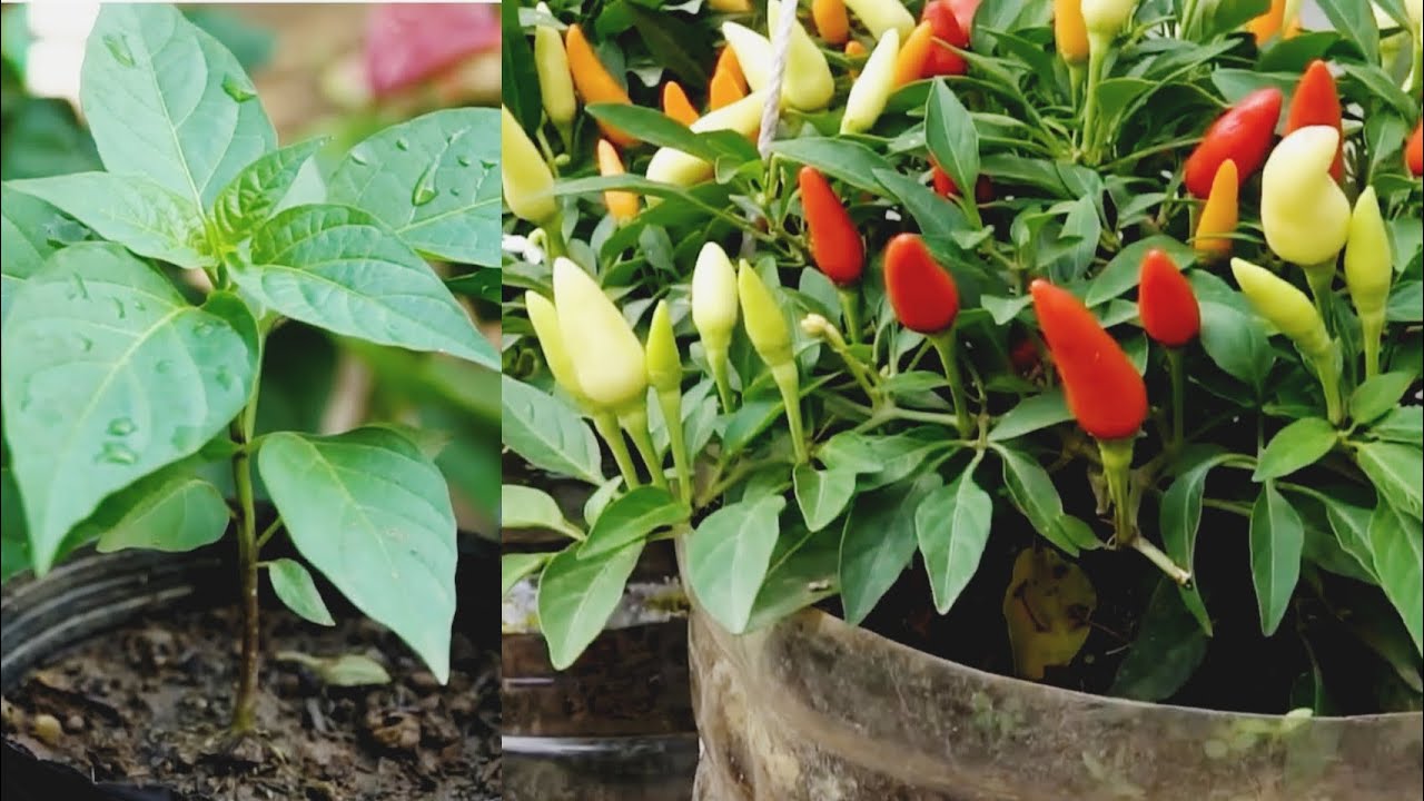 Lots of Chilli in plastic pot Easy way - YouTube