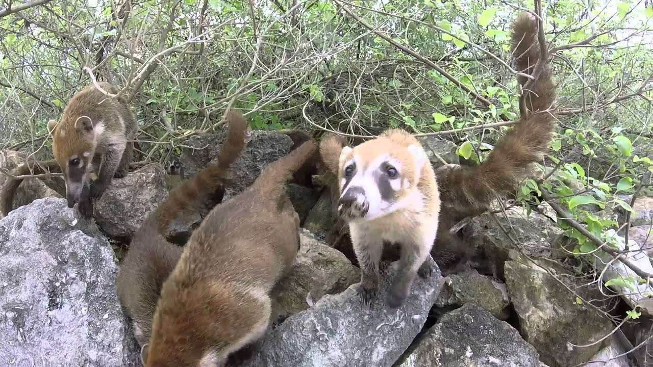 Wild coati in Mexico - YouTube