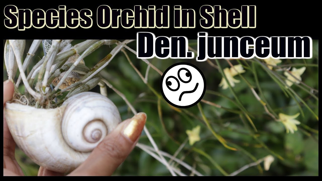Needle Pointed Dendrobium - Den. junceum ORCHID CARE & REVIEW - YouTube