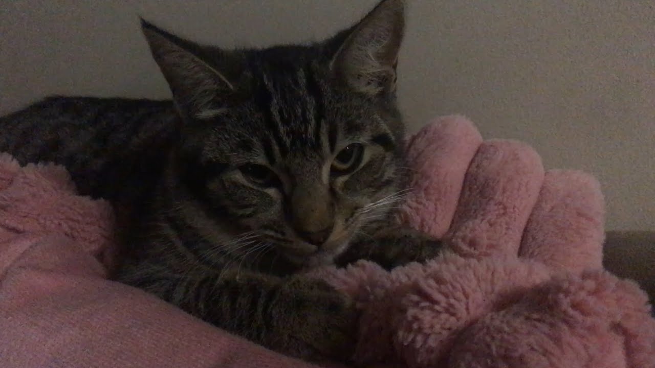 My cute cat Murray #cats - YouTube