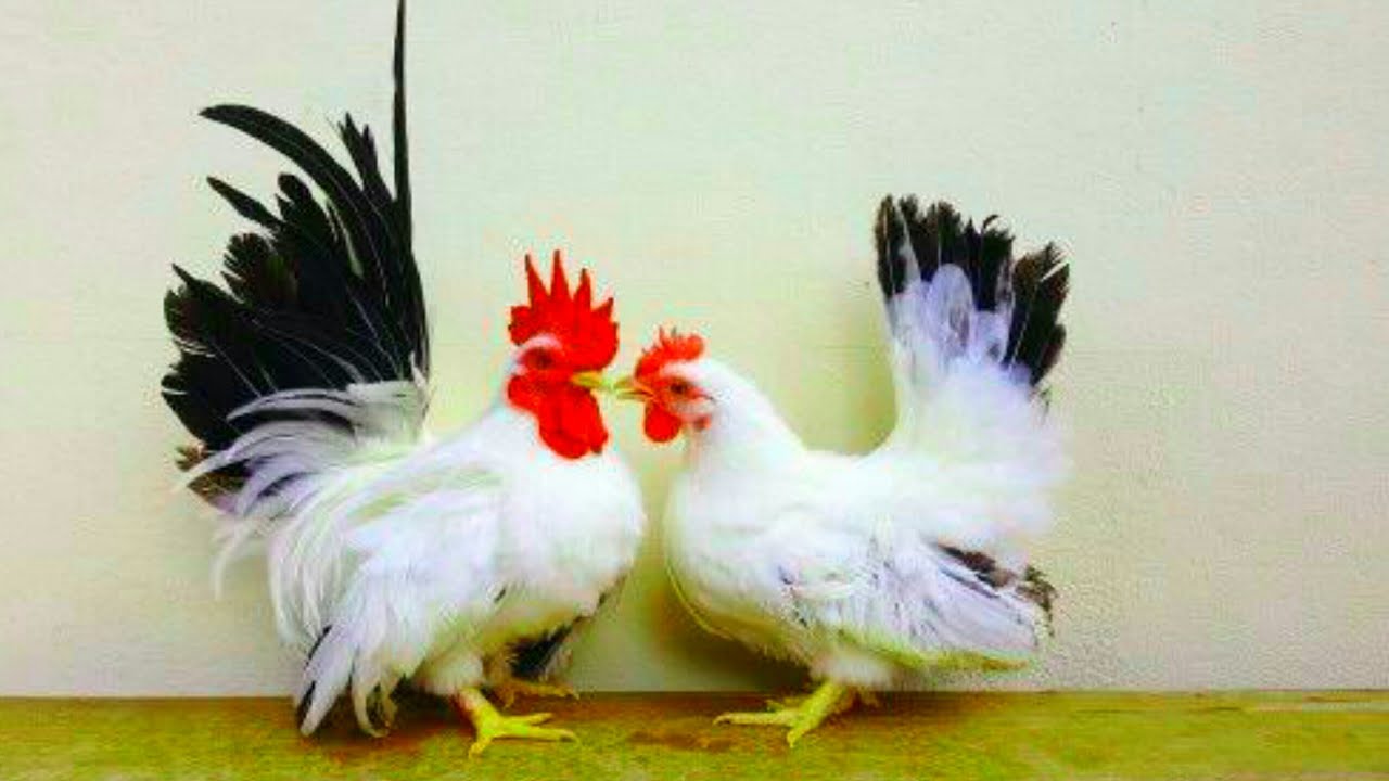 Ragam jenis ayam kate yang ada di indonesia || ayam kate lokal berwarna ...