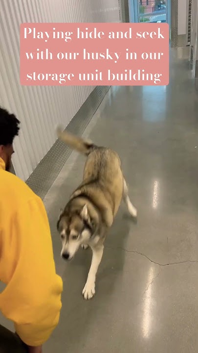 Hide and seek 🫣🐾 pup addition! #husky #hideandseek #dogvideos # ...