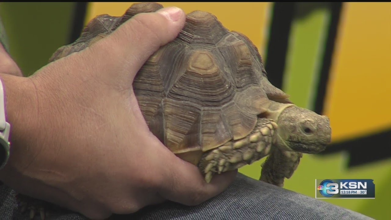 Wild Side: Tanganyika shows off turtles, talks about Safari of Lights ...