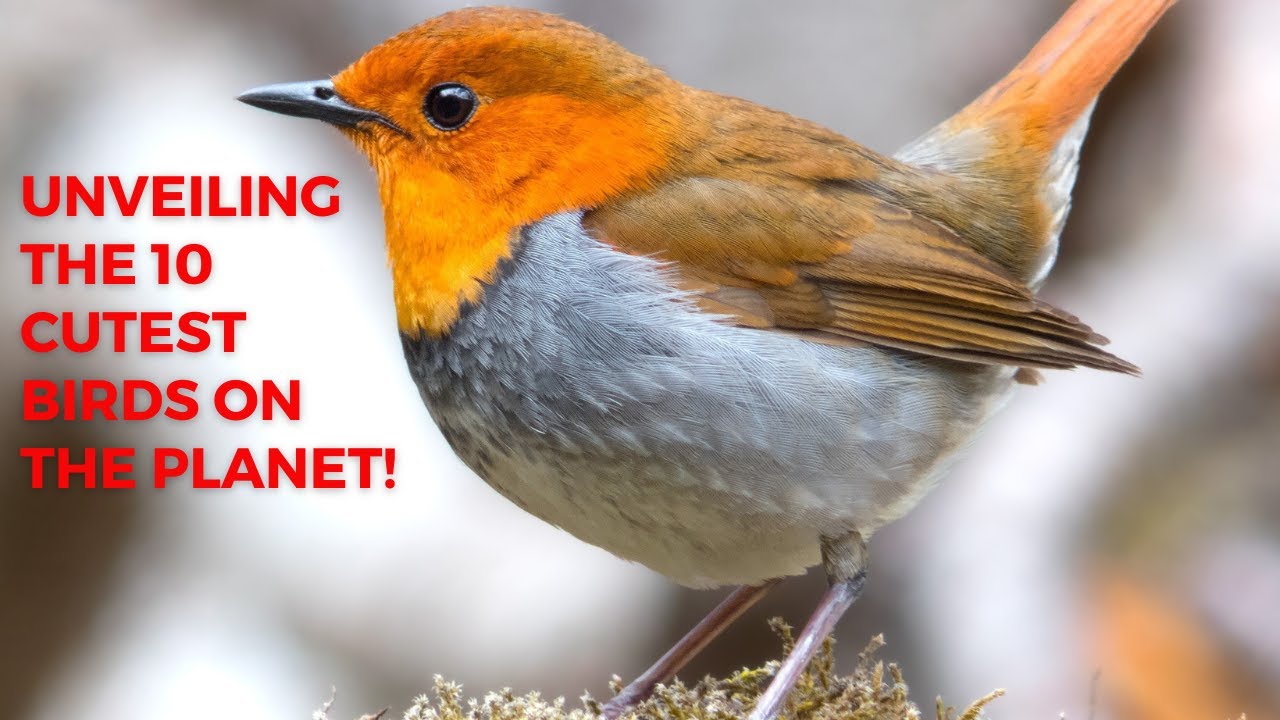 Discover the Top 10 Cutest Birds in the World! - YouTube