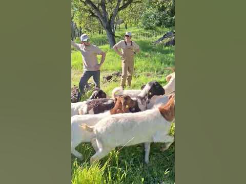 Who let the goats out? WE DID! - YouTube