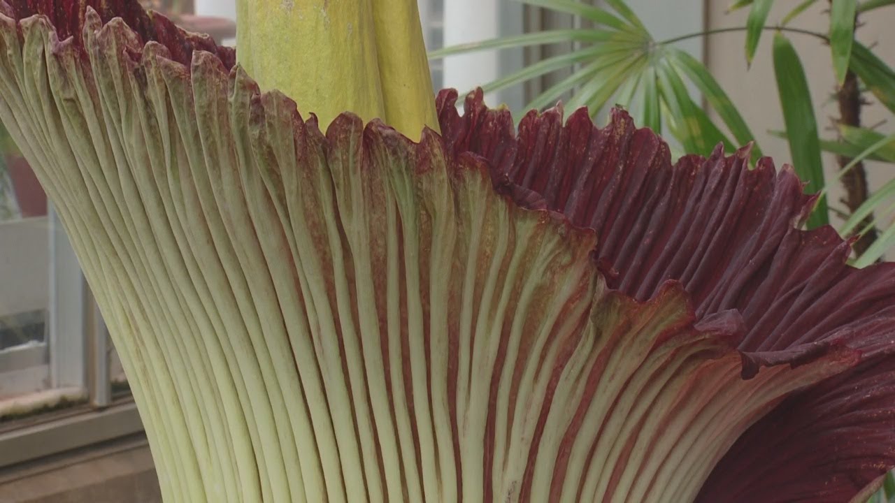 'Like A Dead Animal': Corpse Flower In Bloom At Denver Botanic Gardens ...