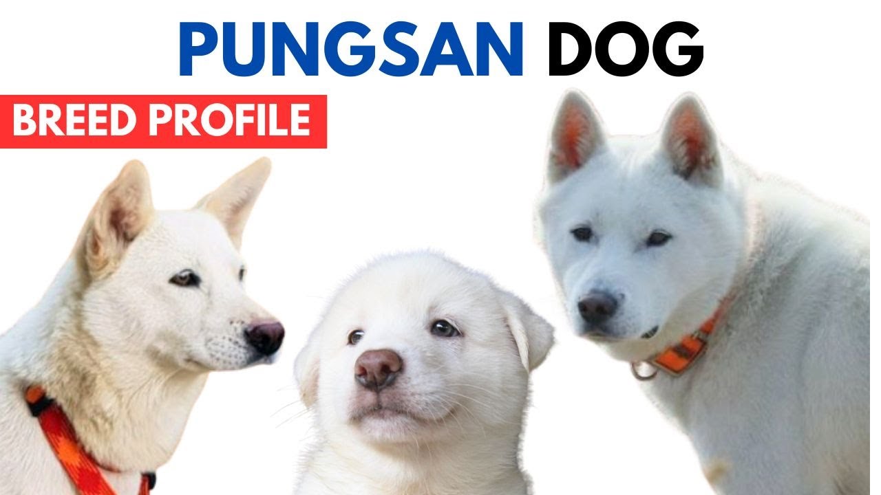 Pungsan Dog Breed Profile History - Price - Traits - Pungsan Dog ...