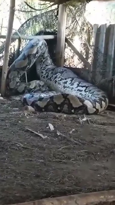 Giant python eats whole cow alive in India - YouTube
