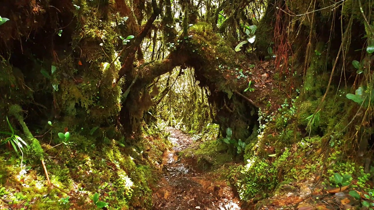 gunung 6040 - cameron highland - YouTube