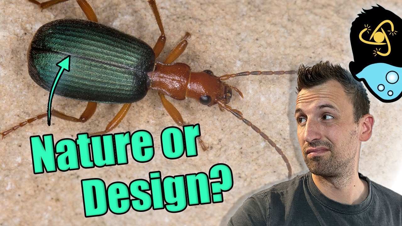 This Creationist Has an Awful Attempt at Debunking Evolution - YouTube