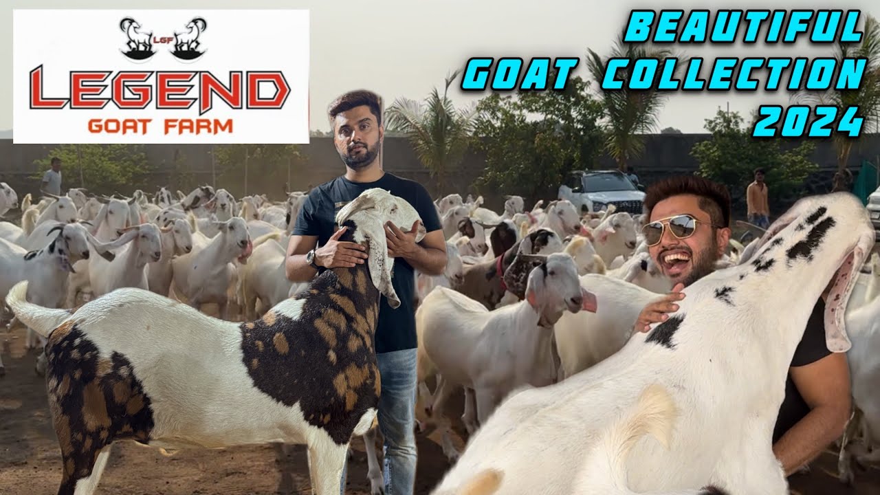 The legend Goat Farm🐐| Story of a Successful Goat Farmer😍| THE GOAT ...