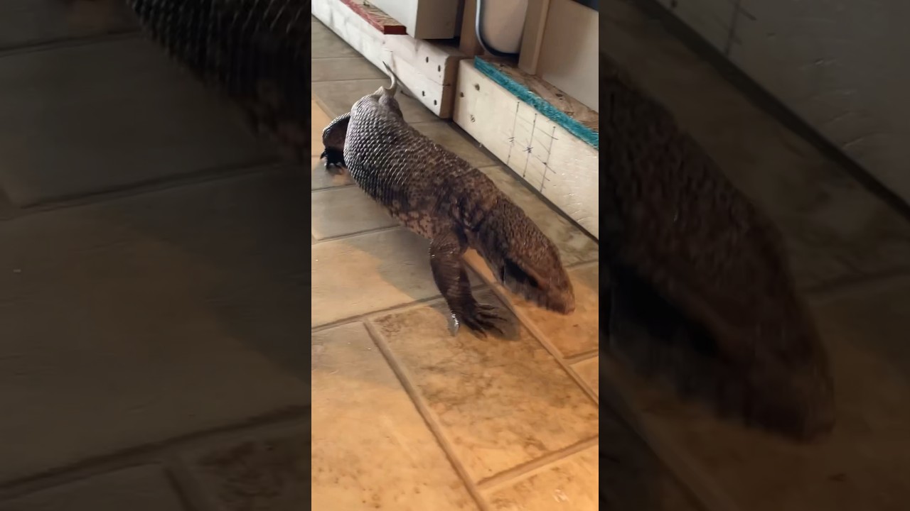 My #dinosaurs play together! #lizard #play - YouTube